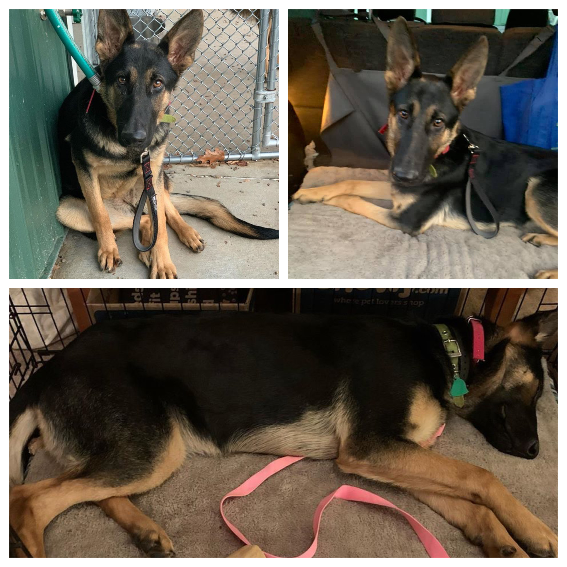 Decompression - Mia Semuta Dog Training, LLC